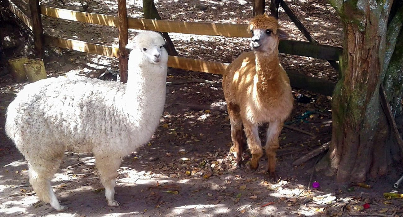 Proyectos desarrollados con el Consorcio De Gobiernos Autónomos ...